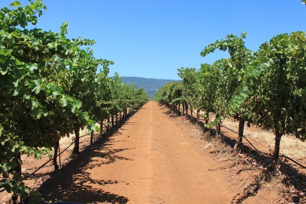 31559 Forward Rd, Manton, CA 96059 - Indian Peak Vineyards | LoopNet