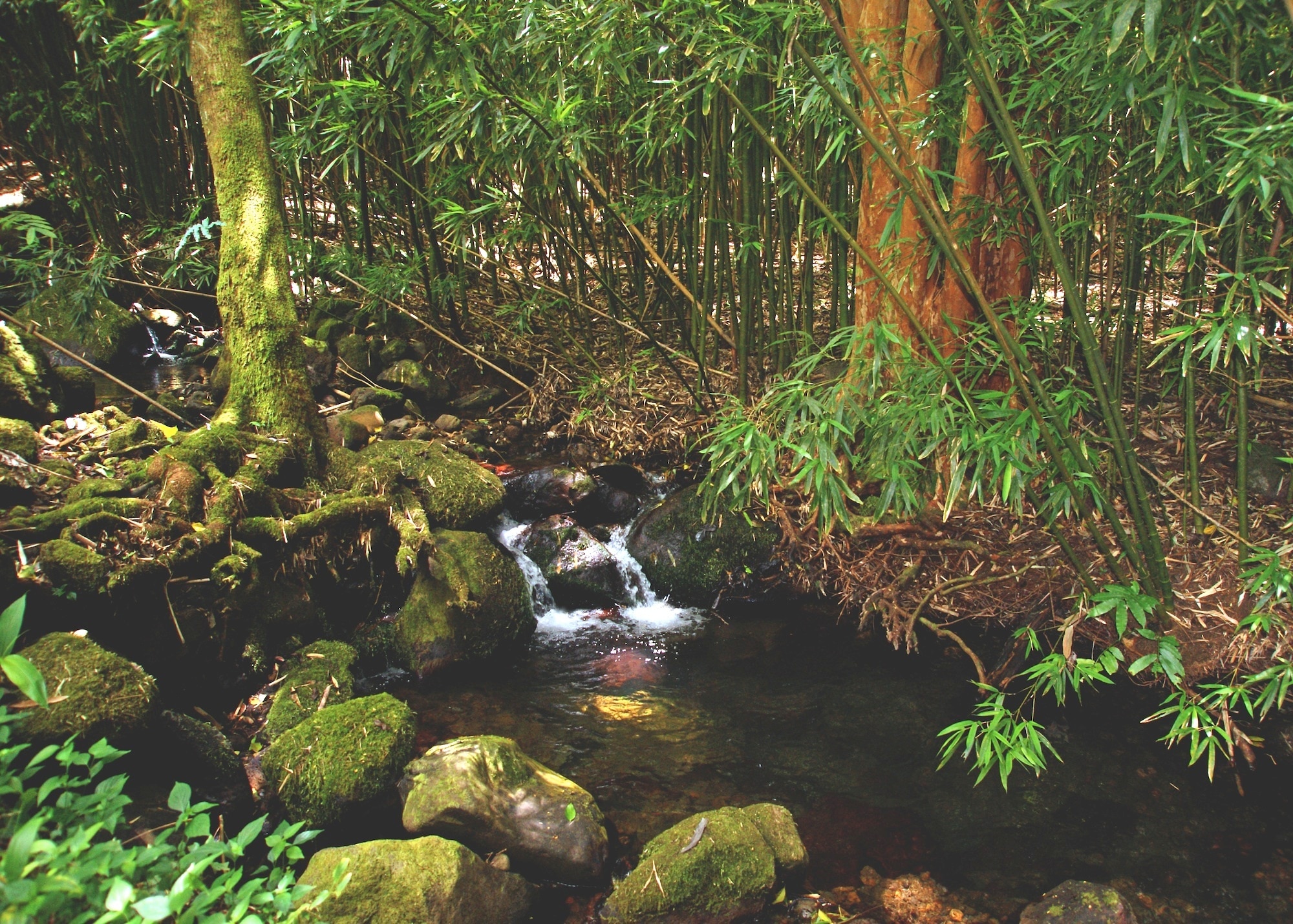 3737 Manoa Rd, Honolulu, HI 96822 - 79 Acres in Manoa Valley | LoopNet