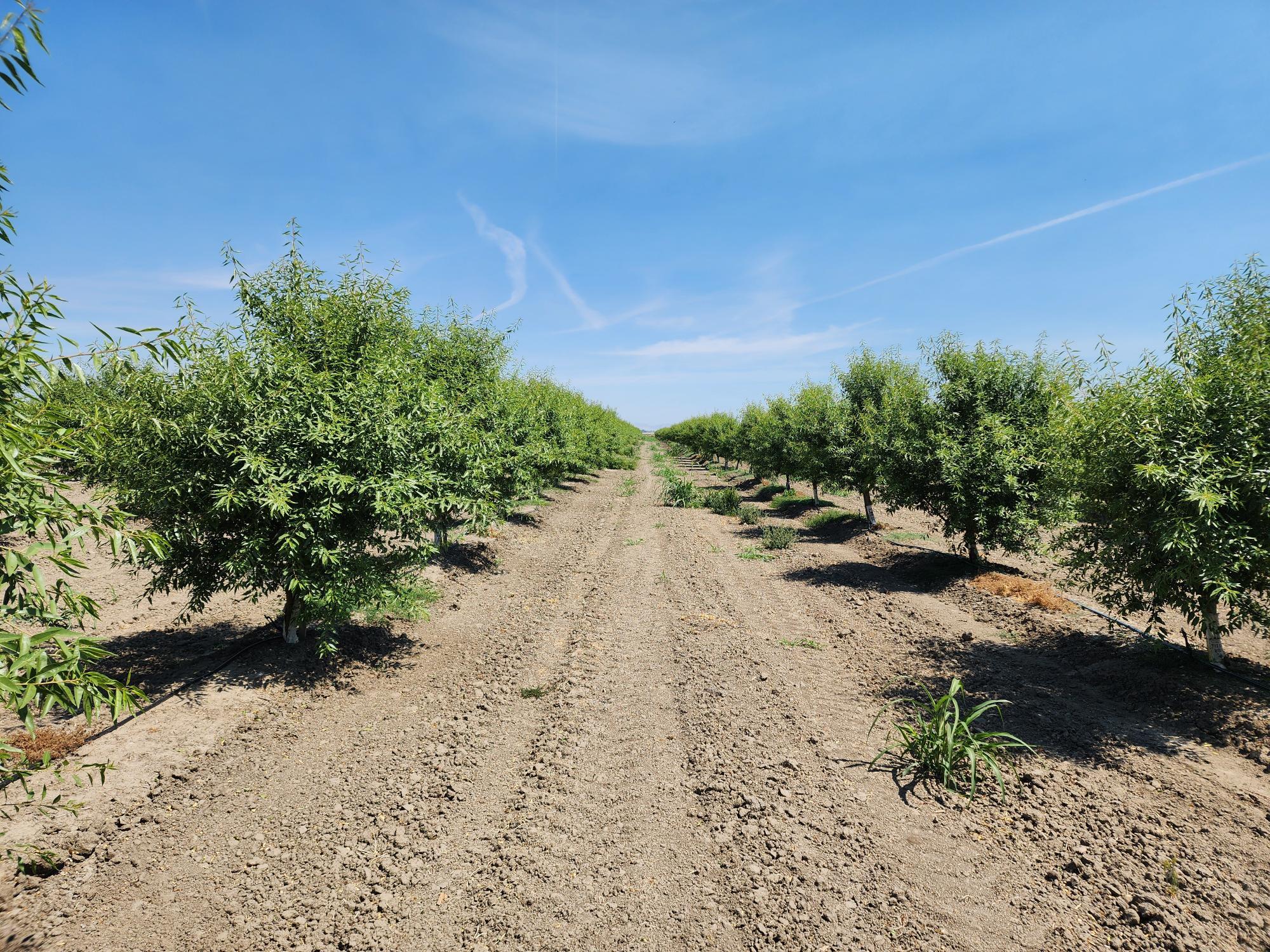 0 0 Cranmore Rd., Robbins, CA 95676 - PRICE REDUCED! 50.34 Ac. Almonds ...