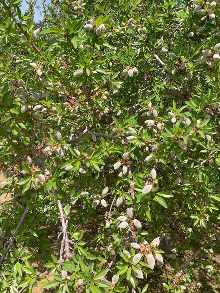 Valpredo Rd, Bakersfield, CA 93313 - 138.29 +/- AC of Almonds in Arvin ...