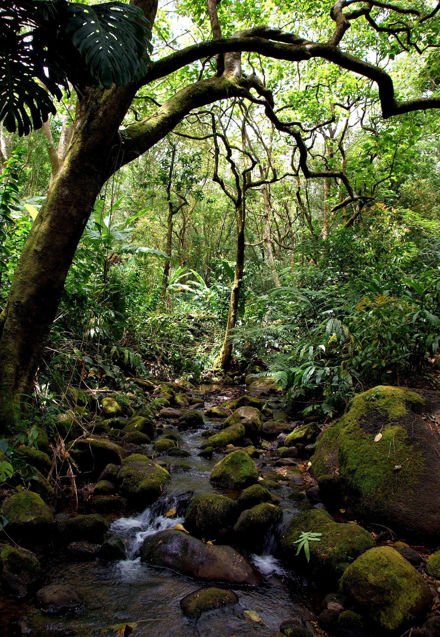 3737 Manoa Rd, Honolulu, HI 96822 - 79 Acres in Manoa Valley | LoopNet