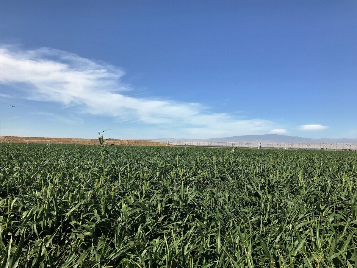 Wheeler Ridge Rd, Arvin, CA 93203 | LoopNet