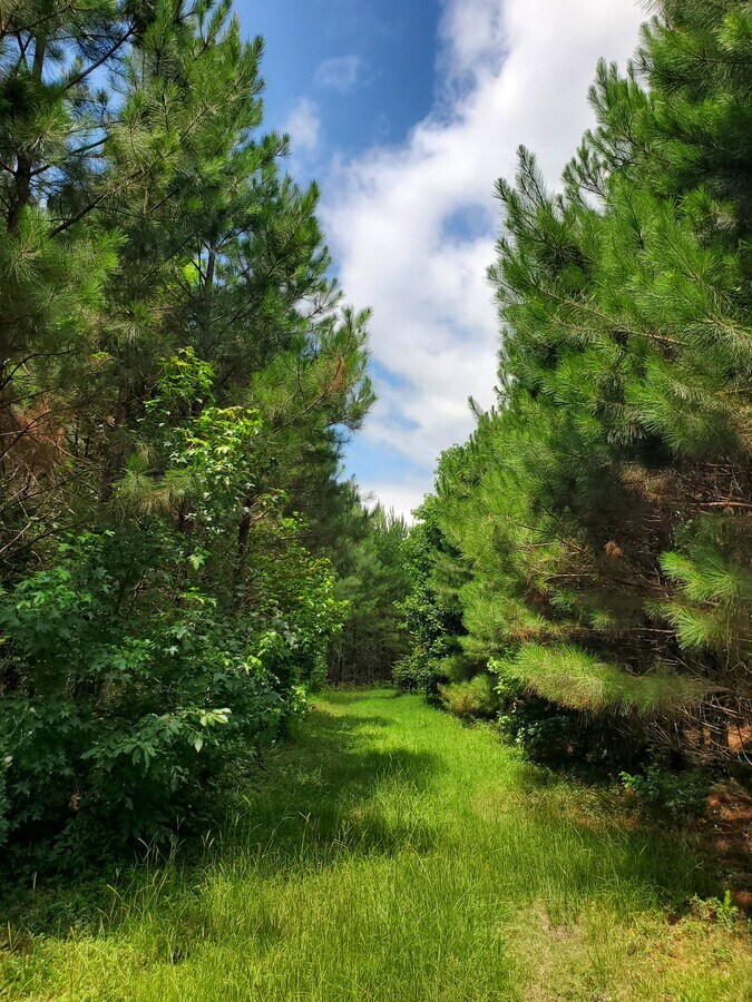 1746 Mendel Rivers Rd, Saint Stephen, SC 29479 - Land for Sale | LoopNet