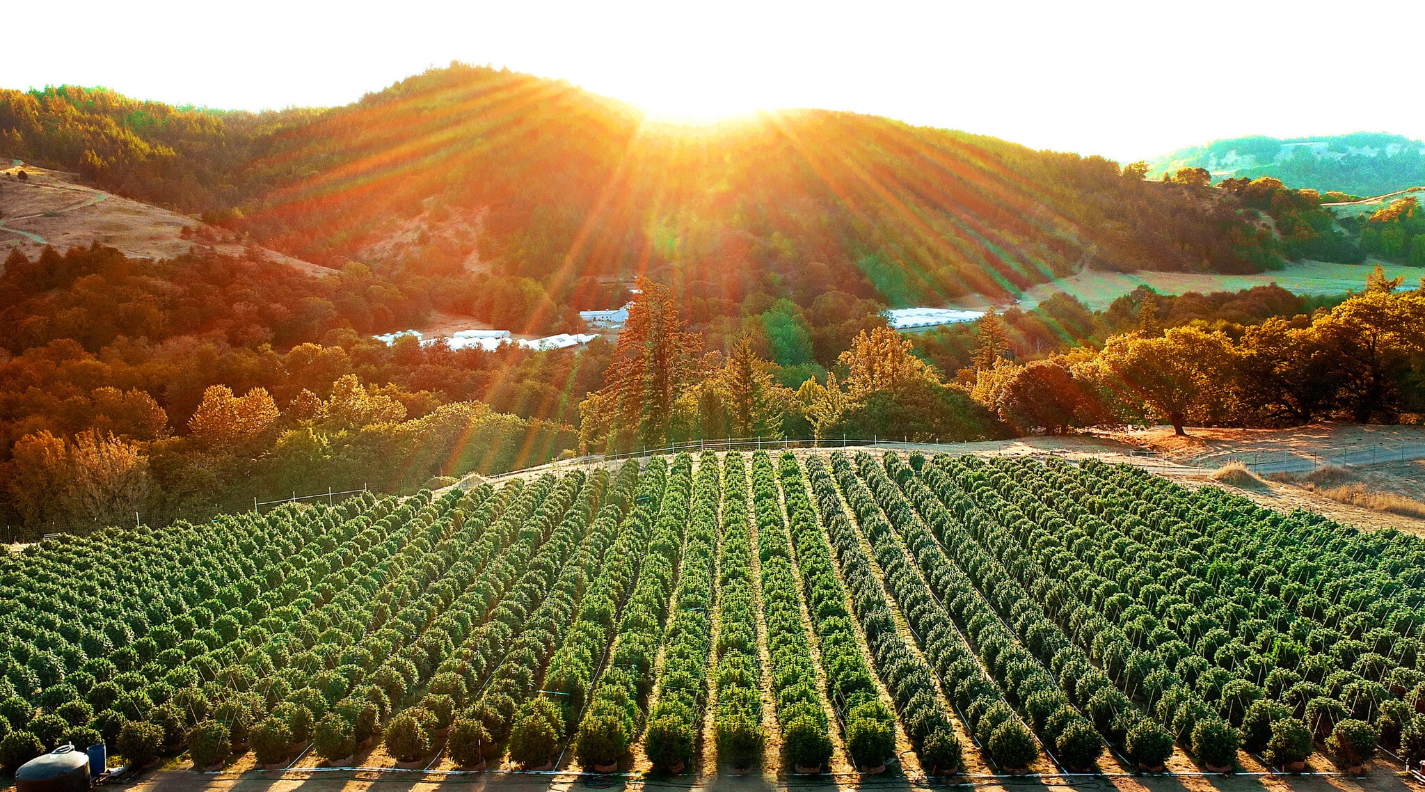 220 Wilder Ridge rd, Honeydew, CA 95545 - Honeydew Farms Cannabis Farm ...